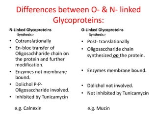 Glycoproteins | PPT