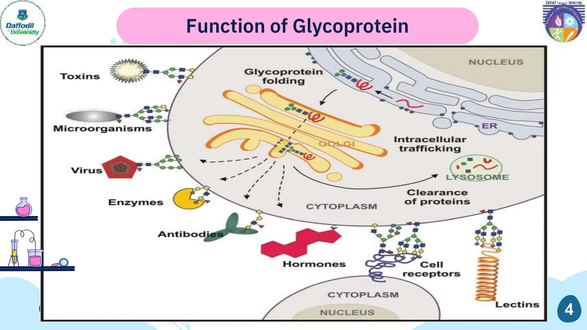 Glycoprotein for Food and Nutrition Engineers.pptx