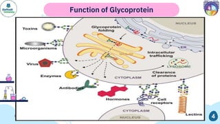 Glycoprotein for Food and Nutrition Engineers.pptx