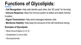 Glycoproteins and Glycolipids REPORT.pptx
