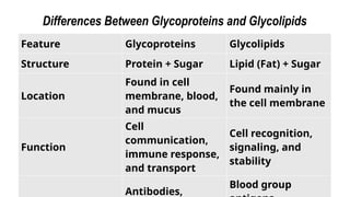 Glycoproteins and Glycolipids REPORT.pptx