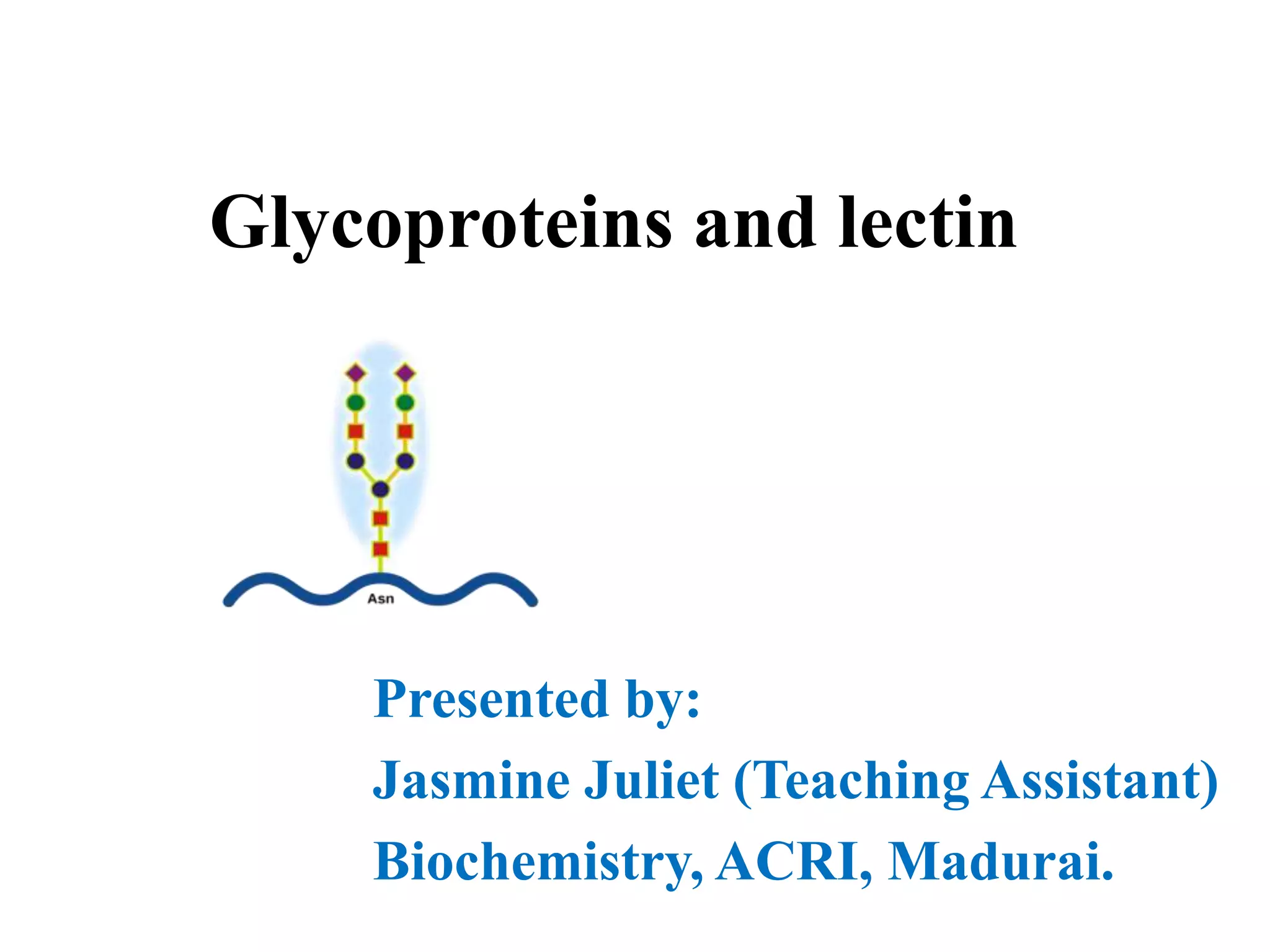 Glycoproteins and lectin ( Conjugated Carbohydrate) | PPTX