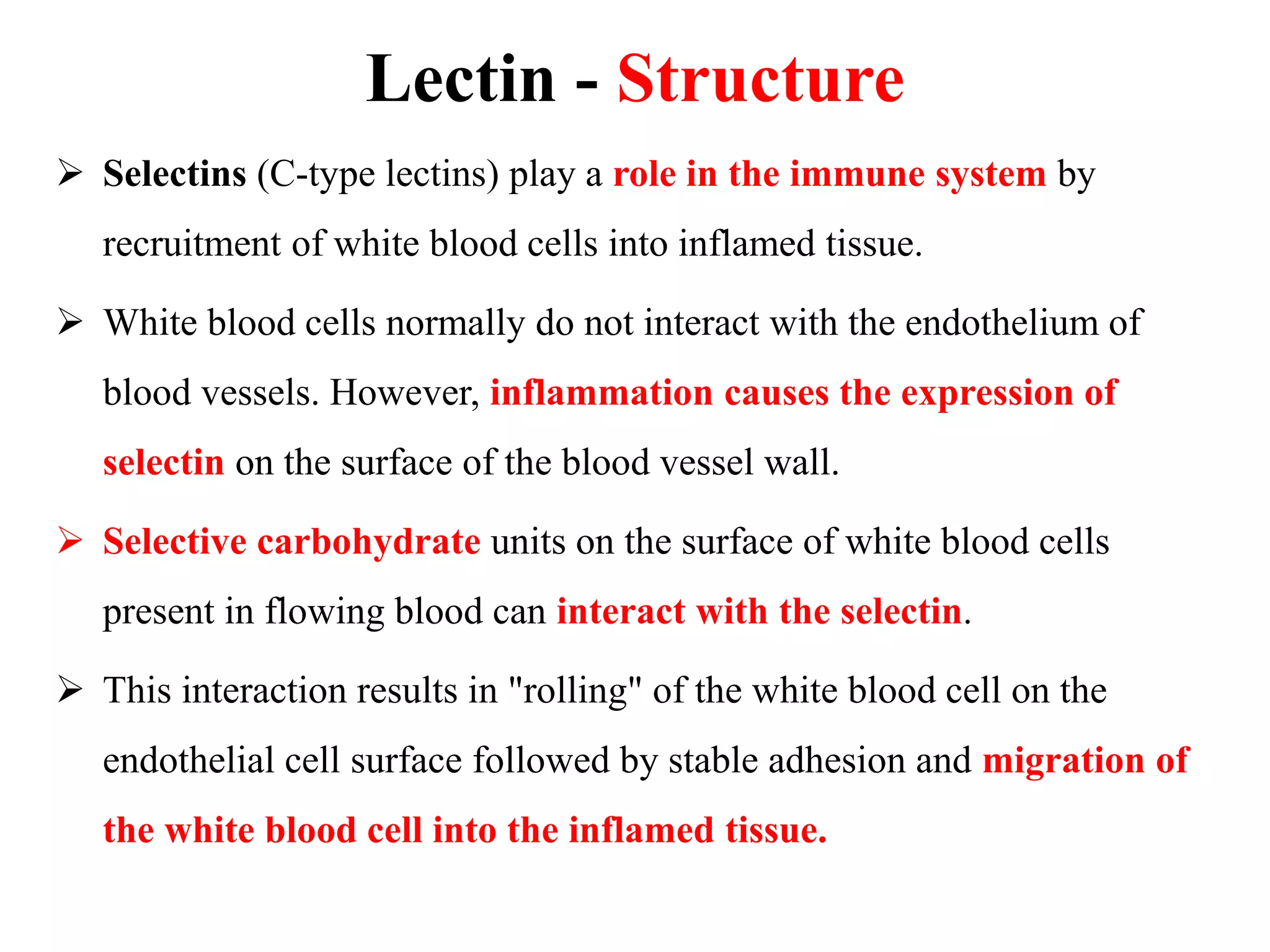 Glycoproteins and lectin ( Conjugated Carbohydrate) | PPTX