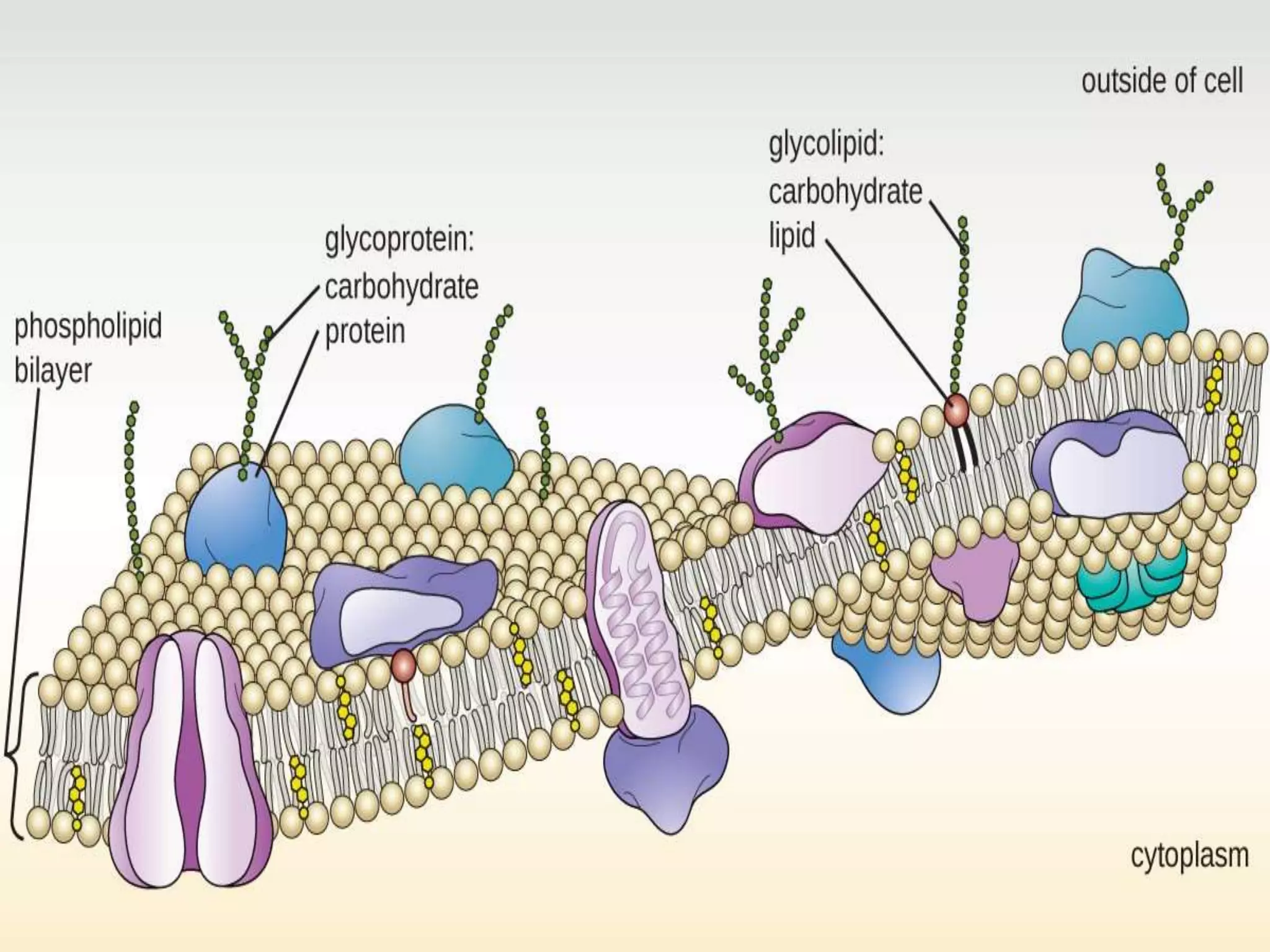 Glycoproteins and lectin ( Conjugated Carbohydrate) | PPTX