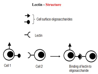 Glycoproteins and lectin ( Conjugated Carbohydrate) | PPTX | Blood ...
