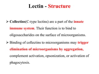 Glycoproteins and lectin ( Conjugated Carbohydrate) | PPTX | Blood ...
