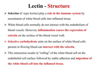 Glycoproteins and lectin ( Conjugated Carbohydrate) | PPTX | Blood ...