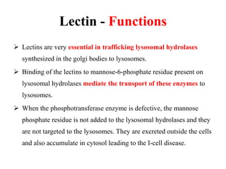 Glycoproteins and lectin ( Conjugated Carbohydrate) | PPTX