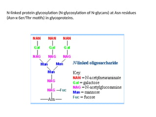 biochemistry of Glycoproteins (Class).ppt