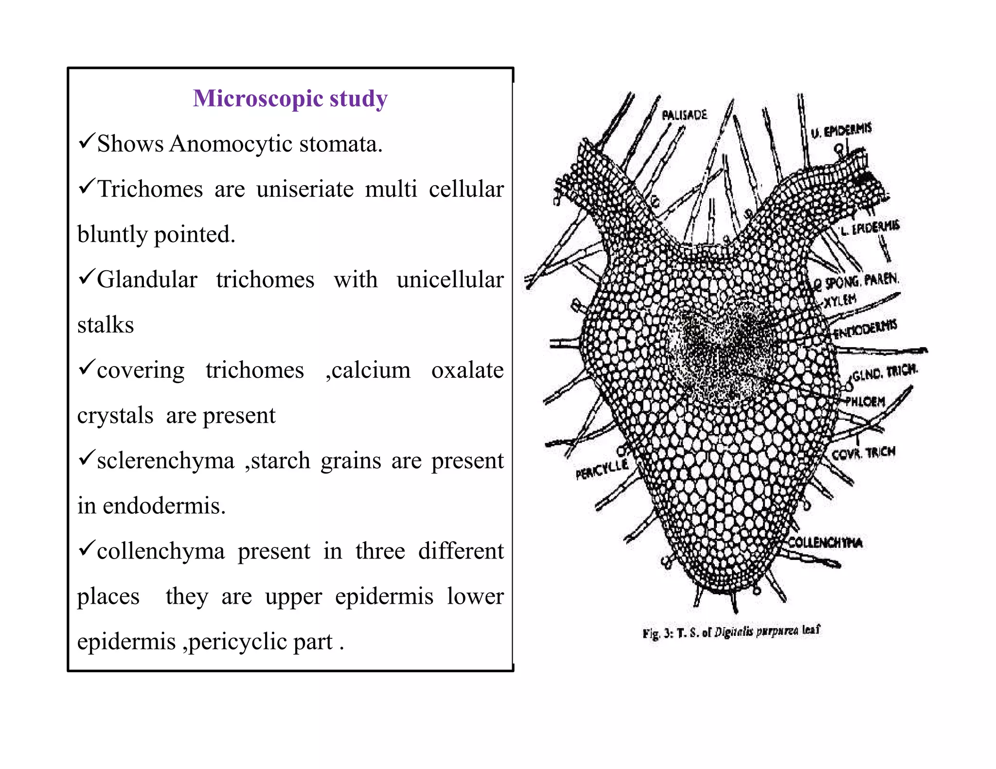 GLYCOSIDES | PDF