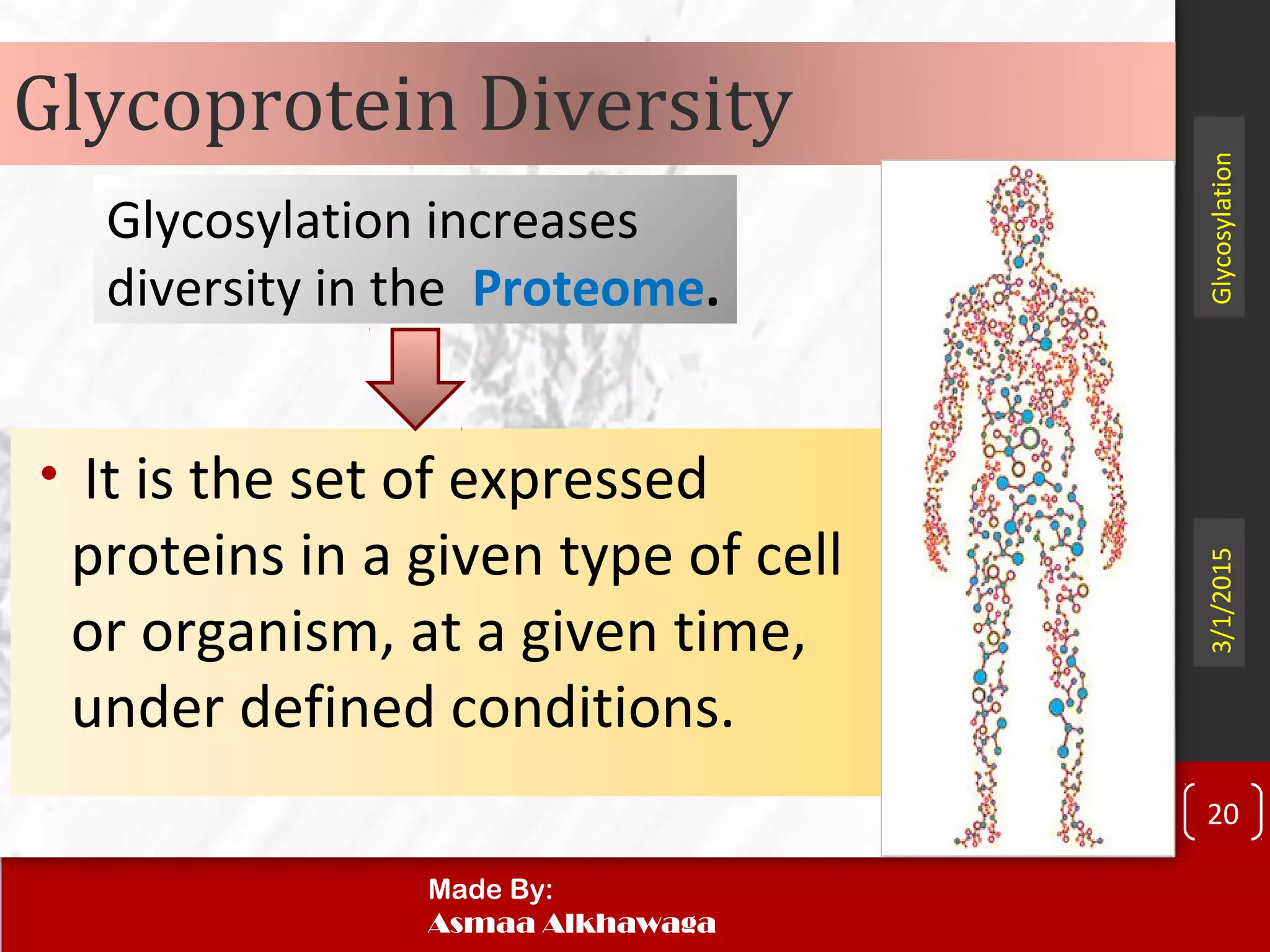 Protein Glycosylation | PPS