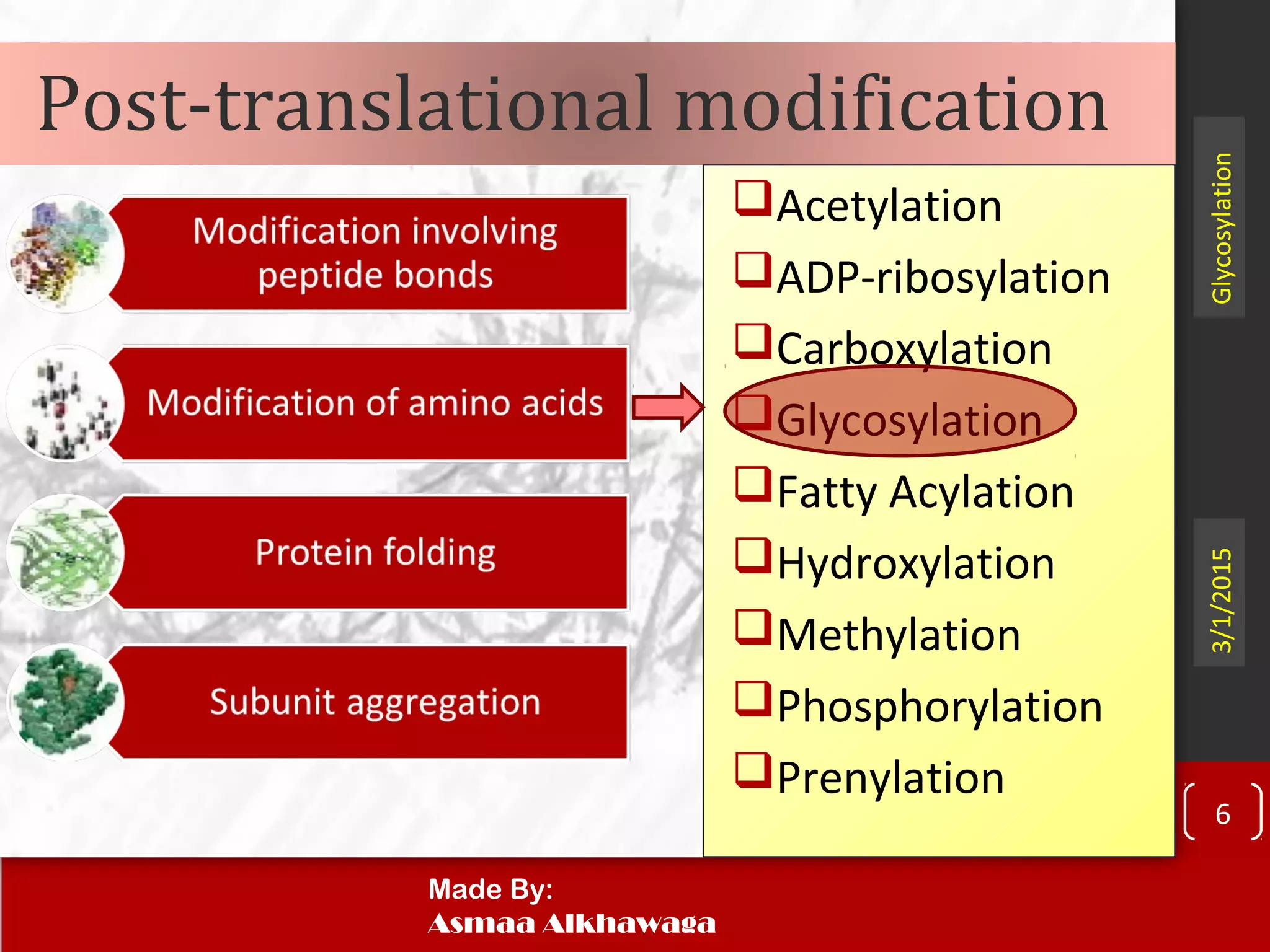 Protein Glycosylation | PPS