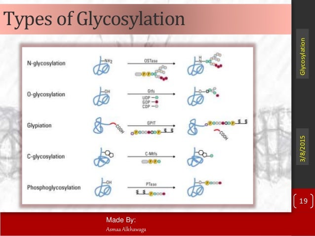 Glycosylation II