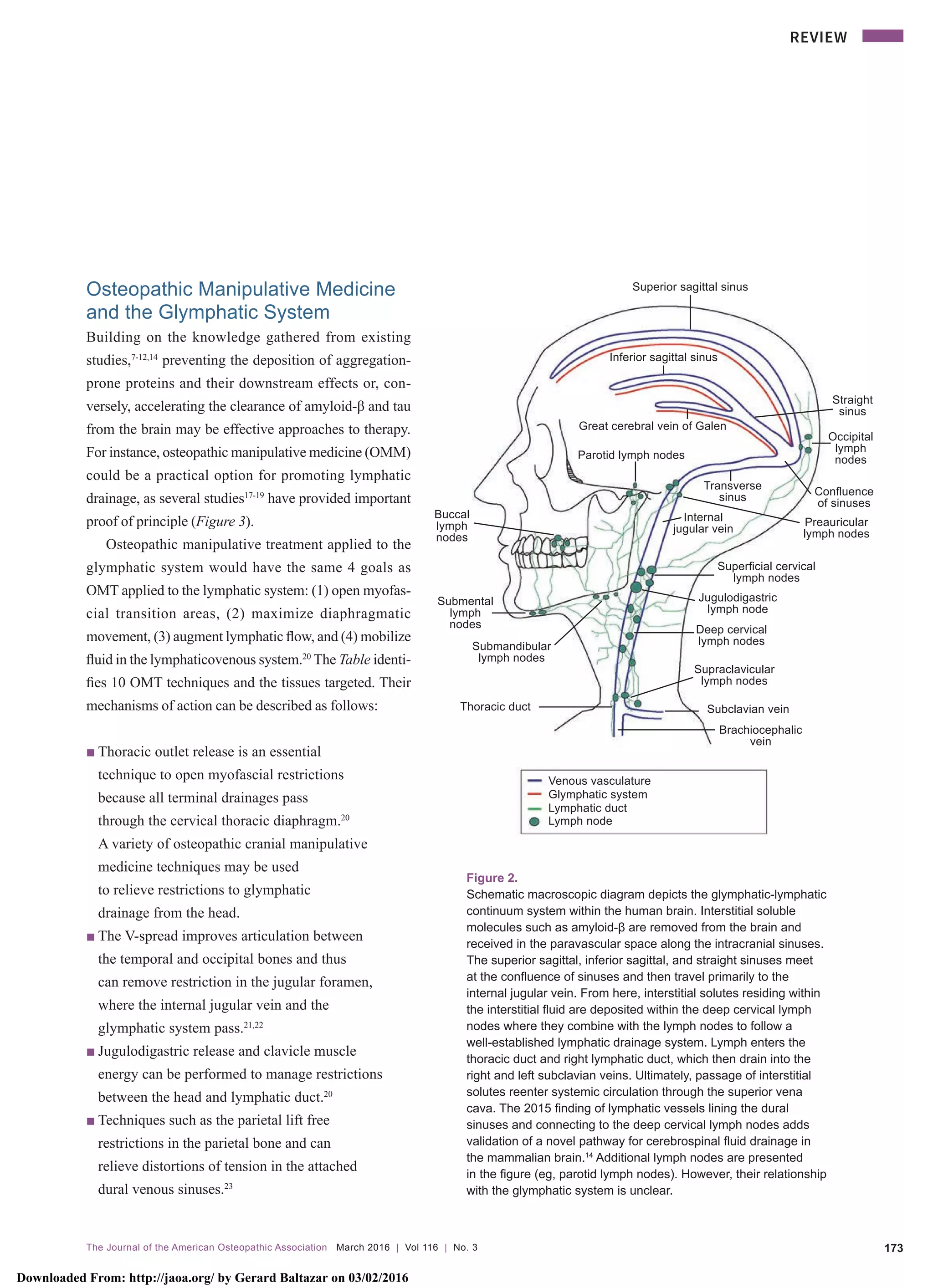 Glymphatic system | PDF