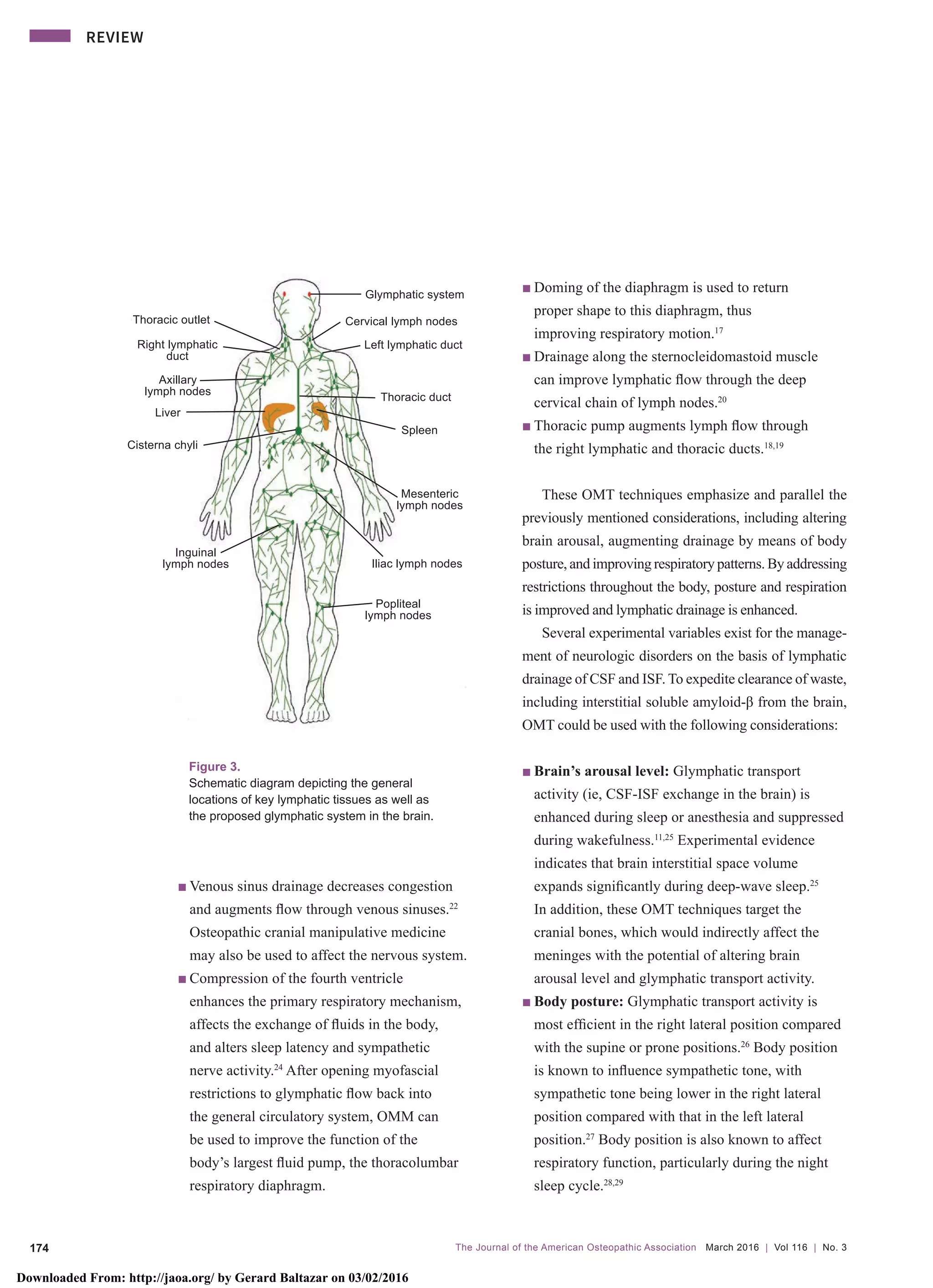 Glymphatic system | PDF