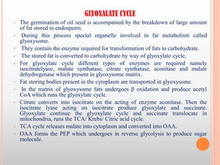 Glyoxylate Cycle- Basic idea and biochemical cycle with importane | PDF