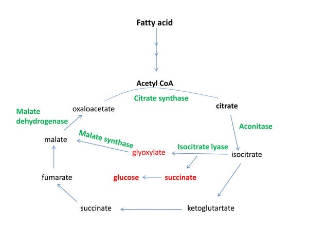 Glyoxylate cycle | PPTX | Chemistry | Science