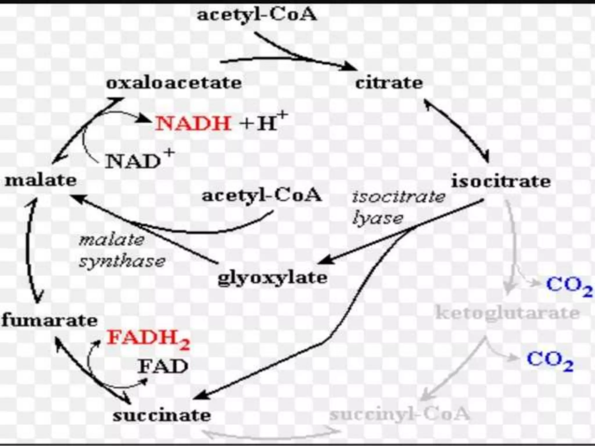 Glyoxylate cycle | PPTX