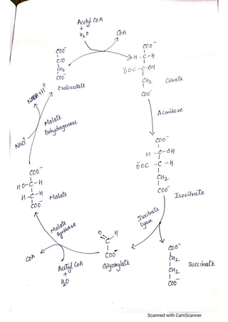 Glyoxylate pathway | PDF
