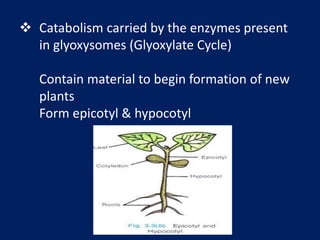 Glyoxysome | PPTX