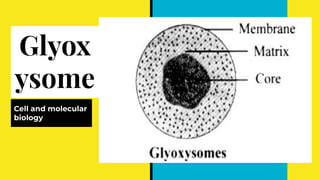 Glyoxysome | PDF