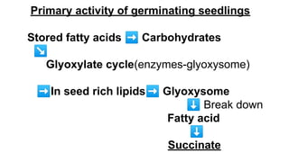 Glyoxysome | PDF