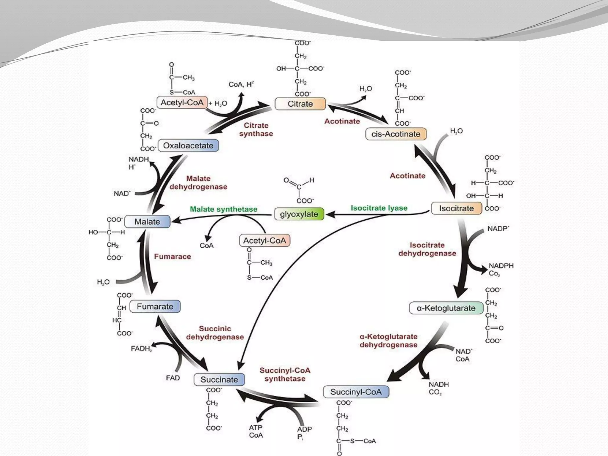 Glyoxysomes | PDF