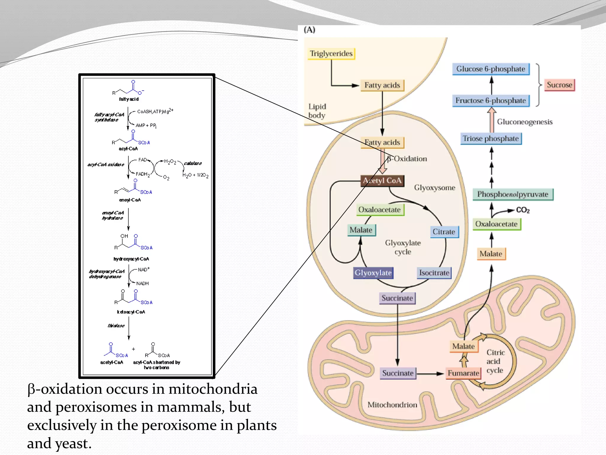 Glyoxysomes | PDF