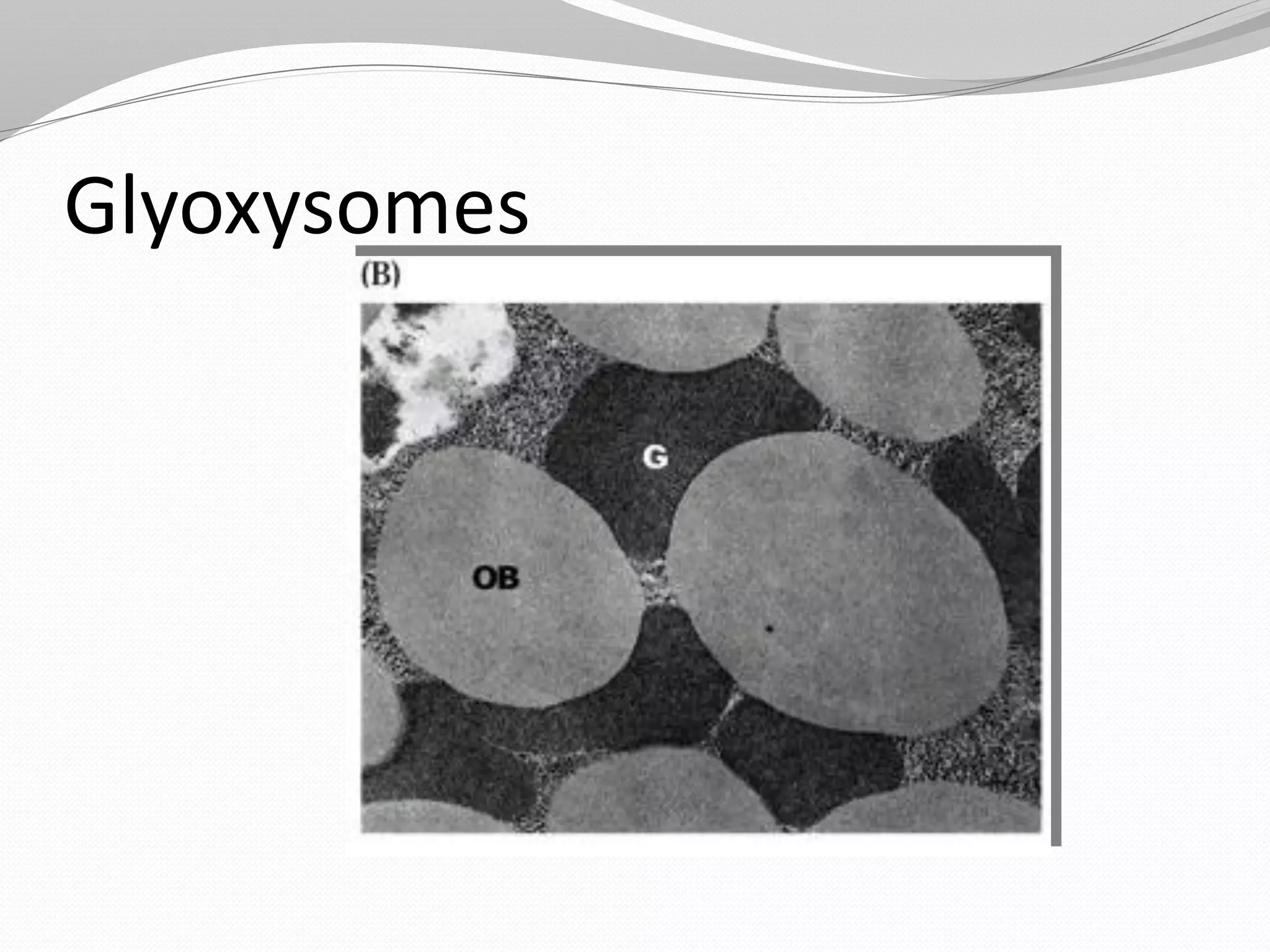 Glyoxysomes | PDF