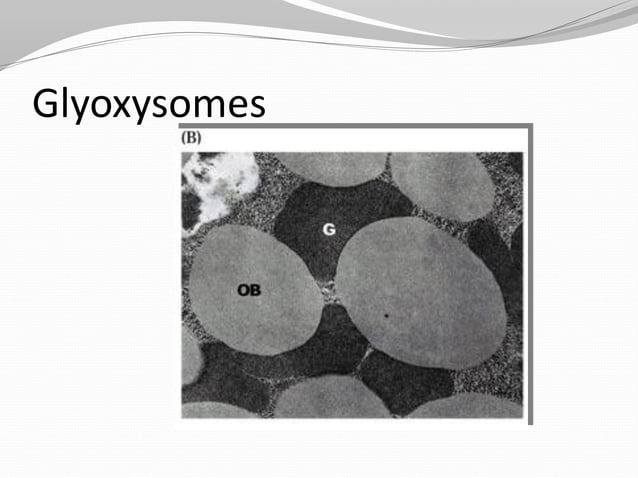 Glyoxysomes | PDF | Endocrine and Metabolic Diseases | Diseases and ...