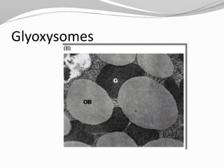 Glyoxysome Structure