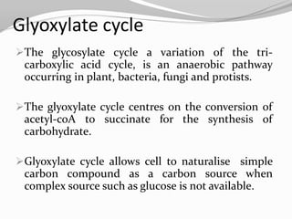 Glyoxysomes | PPT