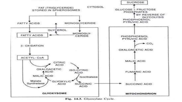 Glyoxysomes, their functions and working mechanism.pptx