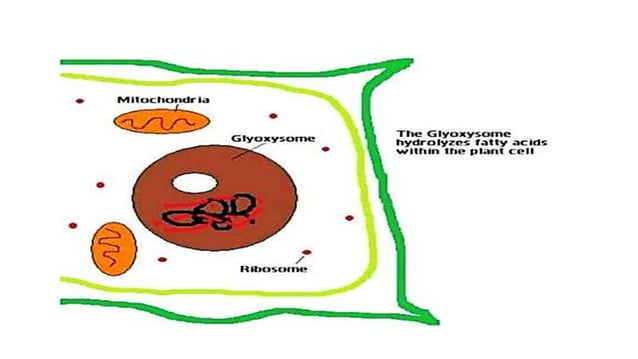 Glyoxysomes, their functions and working mechanism.pptx
