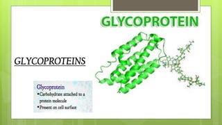 glycoprotein | PPT