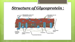 glycoprotein | PPTX