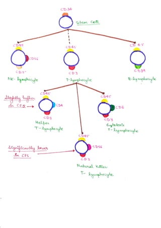 CLUSTER OF DIFFERENTIATION | PDF