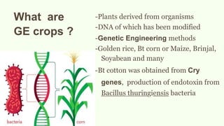 gmc biosafetypptx.pptx