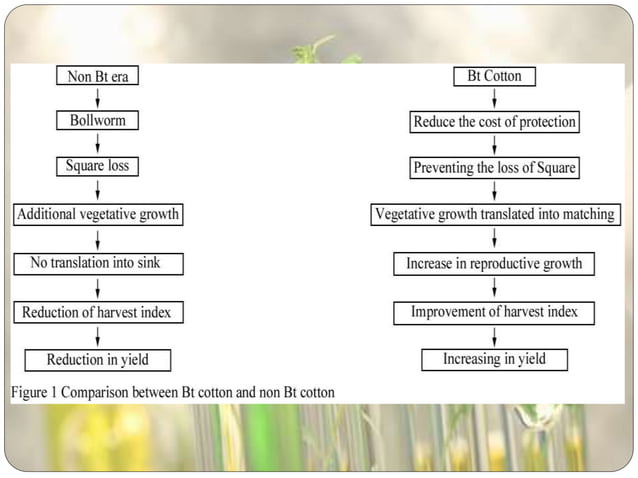 genetic modified crops | PPT