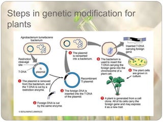 genetic modified crops | PPTX