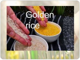 genetic modified crops | PPTX