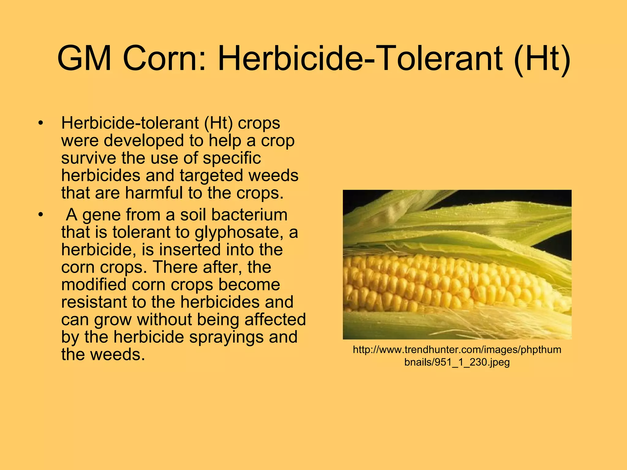 Major Genetically Modified Crops | PPT