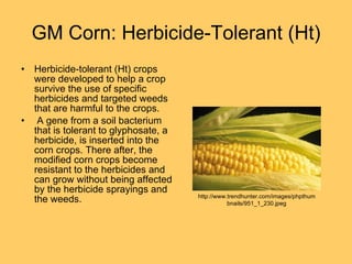 Major Genetically Modified Crops | PPT | Agriculture | Industries
