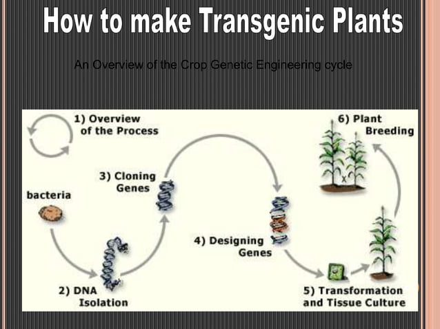 TRANSGENIC CROPS | PPTX | Agriculture | Industries