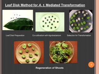 TRANSGENIC CROPS | PPTX
