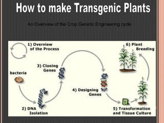 How To Make Transgenic Plants
