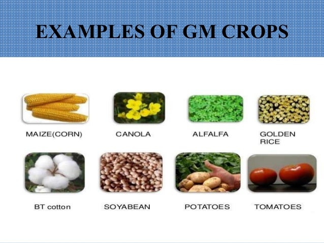 Gm crops