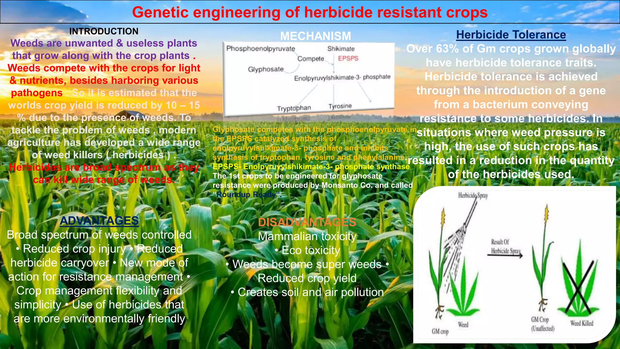 Gm crops | PPTX