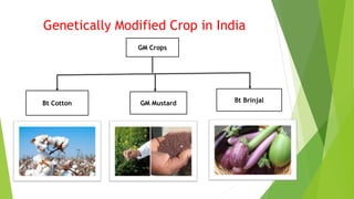 gm crops | PPTX