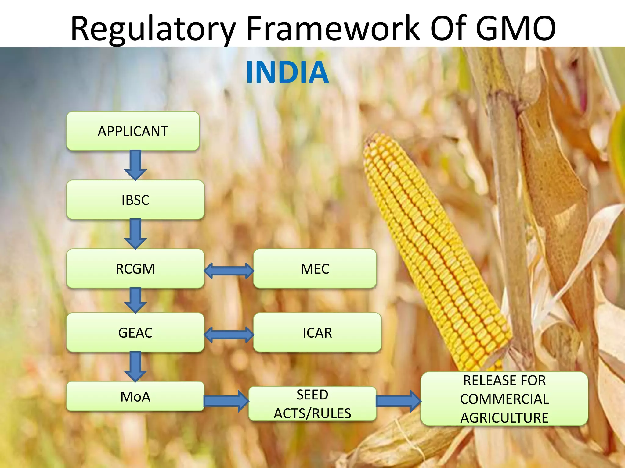 Gm crops and its environmental feasibilty | PPTX